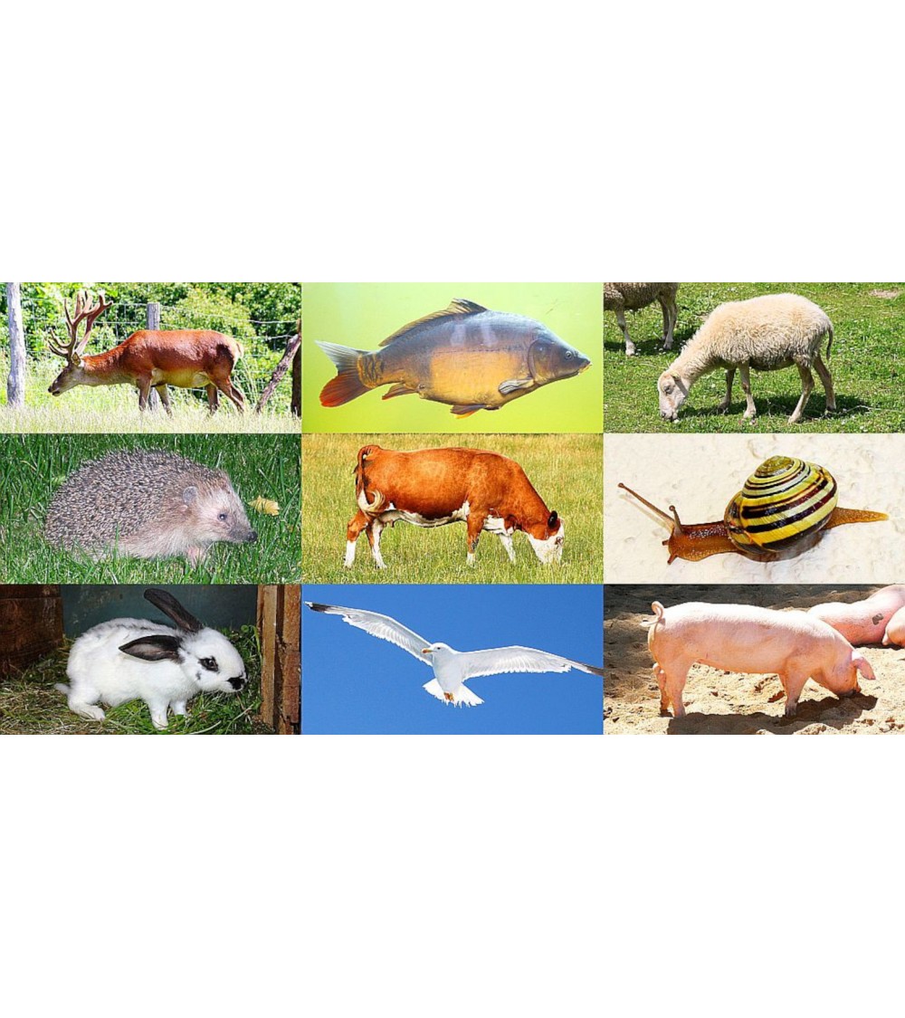 Matching game Animals